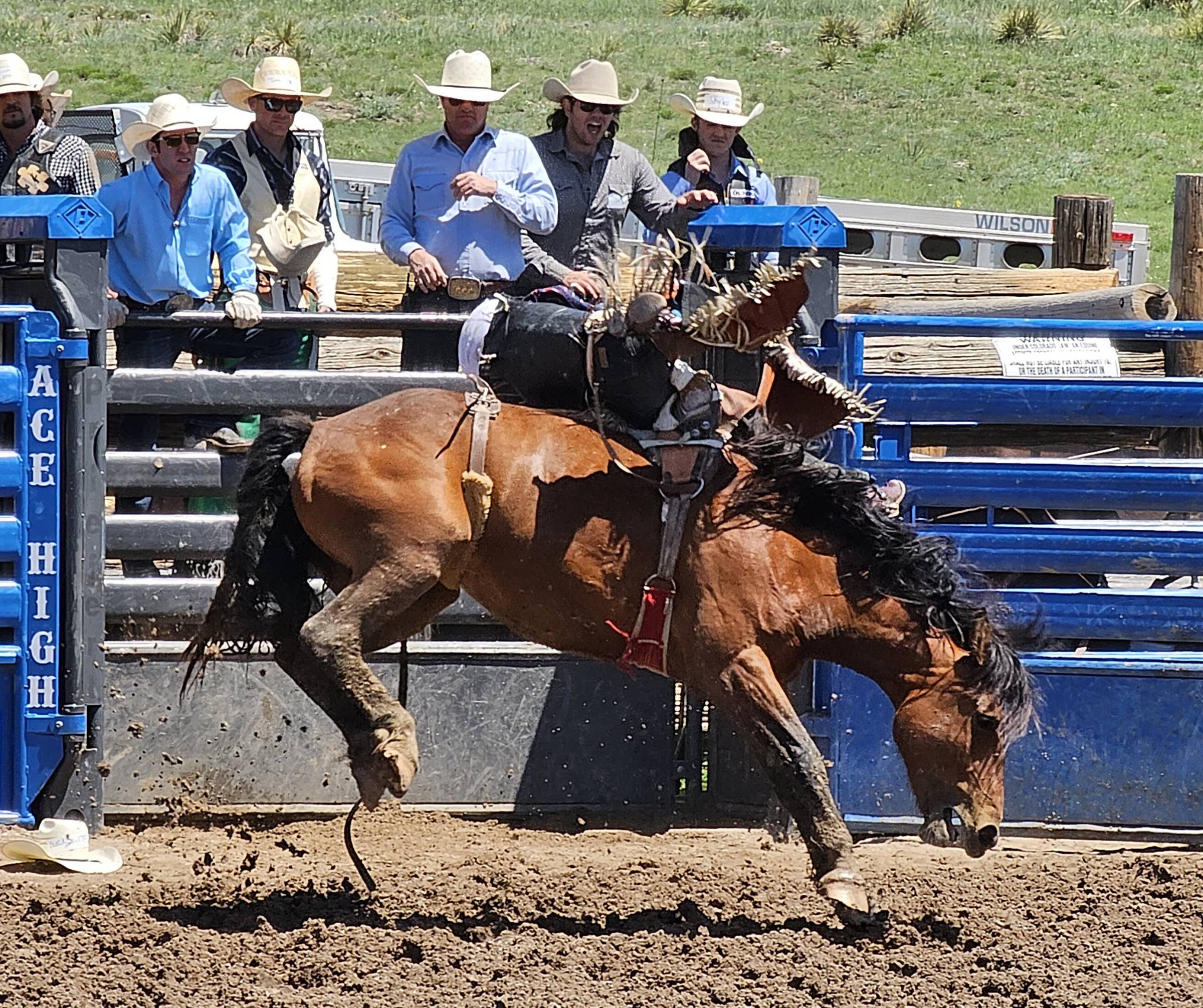 Home | Ace High Roughstock Academy
